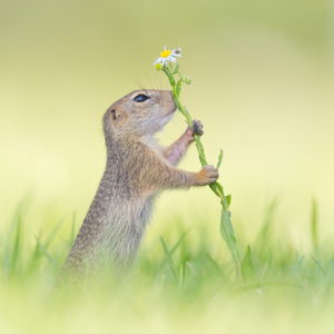 Fotograf des Jahres 2018_Platz – 1 – Henrik_Spranz-1 | ProfiFotoProfiFoto