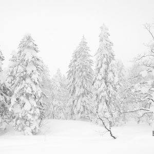 Winter Header Image | ProfiFotoProfiFoto