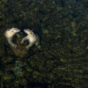 © Martin Gregus, Wildlife Photographer of the Year | ProfiFotoProfiFoto