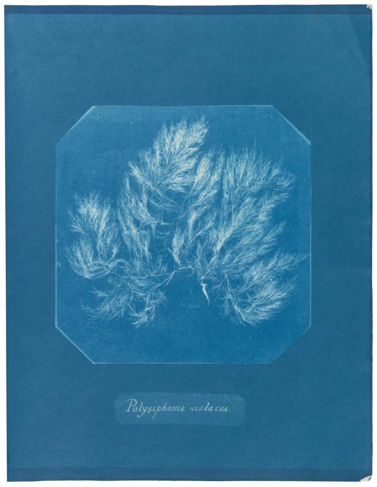 Anna Atkins – Cyanotypes | ProfiFoto
