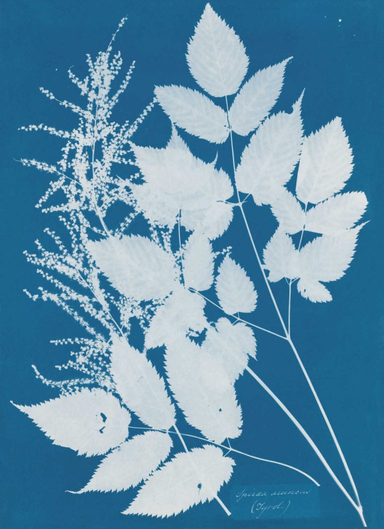 Anna Atkins – Cyanotypes | ProfiFoto