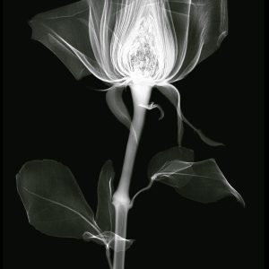 X-ray rose | ProfiFotoProfiFoto