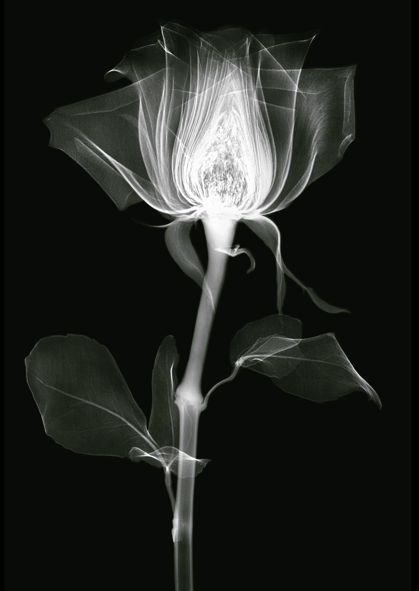 X-ray rose | ProfiFotoProfiFoto