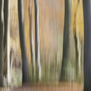 Forest_004_2024_170x381cm | ProfiFotoProfiFoto